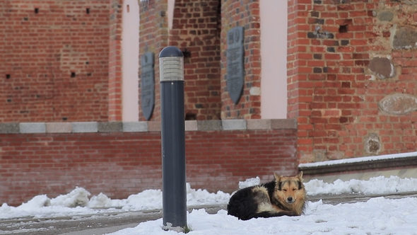 Homeless Dog Freezes on the Snow near the Building, Stock Footage ...