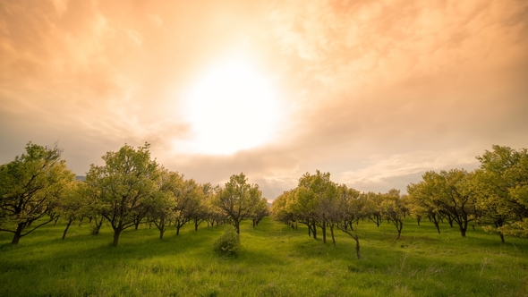 Apple Orchard at Sunset Time Spring Day., Stock Footage | VideoHive