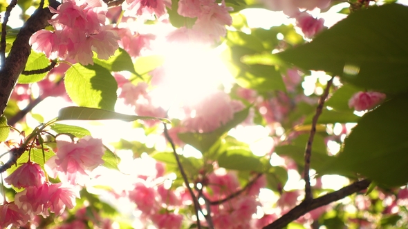 Blooming Sakura Tree, Stock Footage | VideoHive