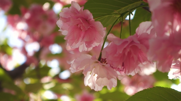 Blooming Sakura Tree, Stock Footage | VideoHive