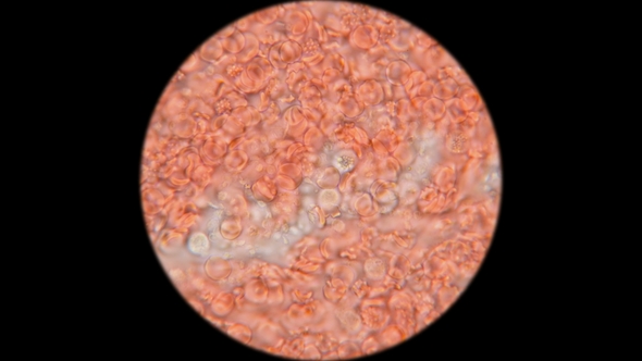 Blood of a Dog Under a Microscope, Stock Footage | VideoHive