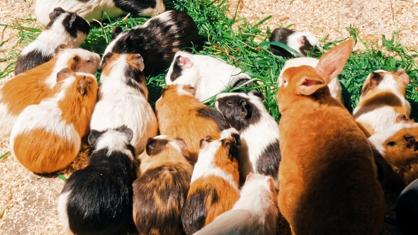 Guinea Pigs Eating Food, Stock Footage | VideoHive