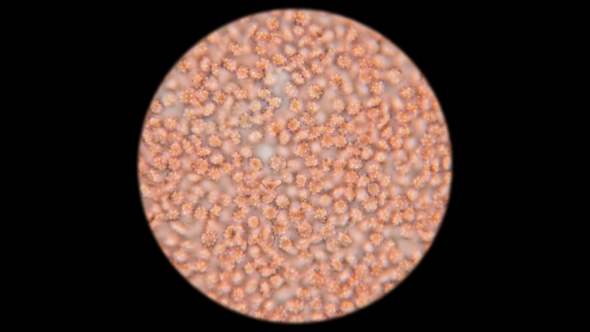 Blood of a Dog Under a Microscope, Stock Footage | VideoHive