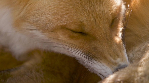 Fox Muzzle in Rays of Evening Light, Stock Footage | VideoHive