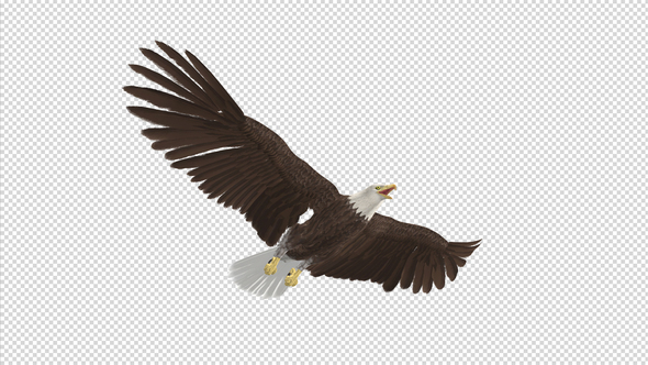 Eagle - Bald - Flying Loop - Down Angle - 4K, Motion Graphics | VideoHive