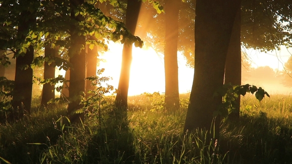Beautiful Misty Sunrise in the Summer Forest, Stock Footage | VideoHive