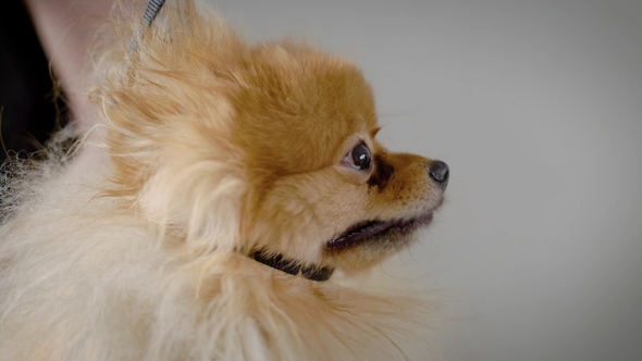 View of Sand Colored Dog, Stock Footage | VideoHive