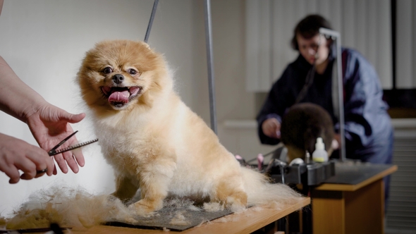 Groomer Work Process with Dogs. Small Pretty Pets Waiting New Hairstyle ...