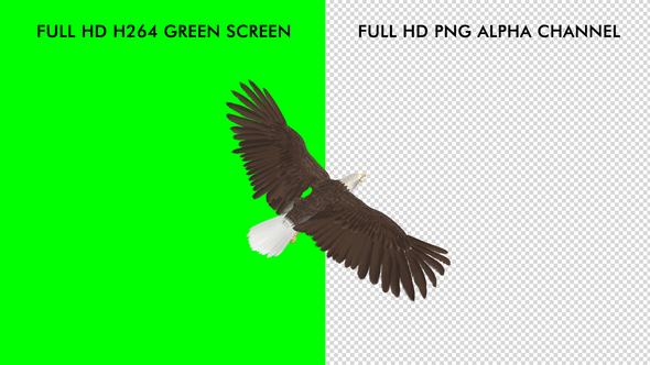 Eagle - Bald - Flying Loop - Top Back Angle View, Motion Graphics ...