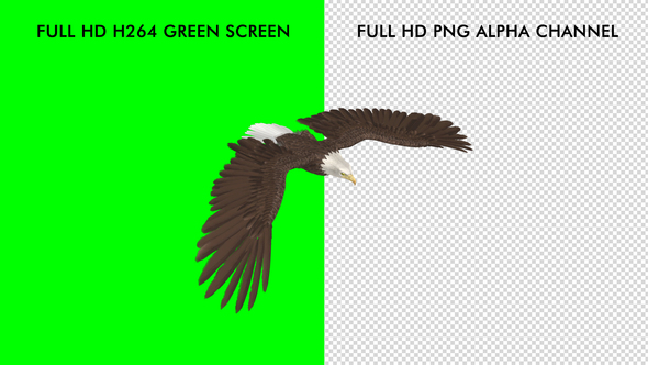 Eagle - Bald - Flying Loop - Top Side Angle View, Motion Graphics ...