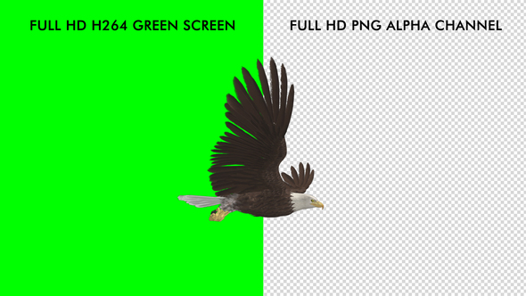 Eagle - Bald - Flying Loop - Side View, Motion Graphics | VideoHive