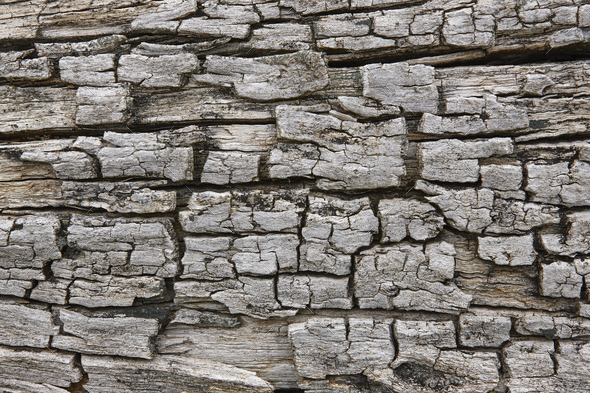 Tree bark surface. Textured wooden background. Horizontal Stock Photo ...