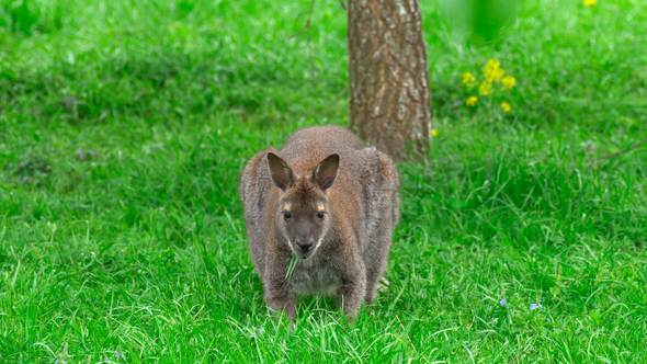 Wallaby, Stock Footage | VideoHive