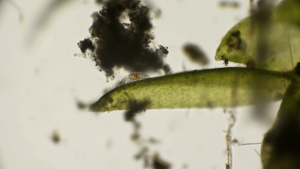 the Most Enduring Organism on the Planet Is the Slow-moving, Under a ...