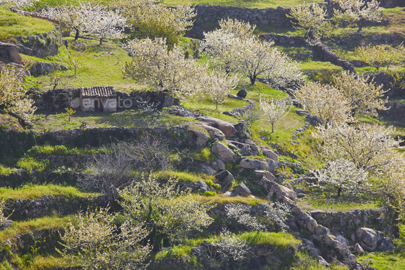 Cherry blossom hills in Jerte Valley, Caceres. Spring in Spain Stock ...