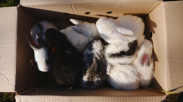 Many Small Rabbit in a Cardboard Box Outdoors, Stock Footage | VideoHive