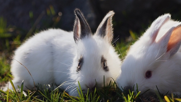 Two Small White Rabbits on Green Grass in Spring, Stock Footage | VideoHive