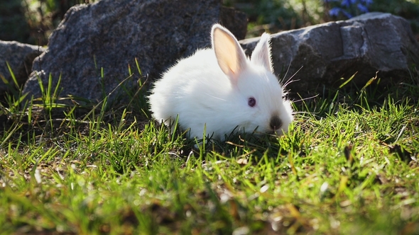 Easter White Bunny on Green Grass in Spring, Stock Footage | VideoHive