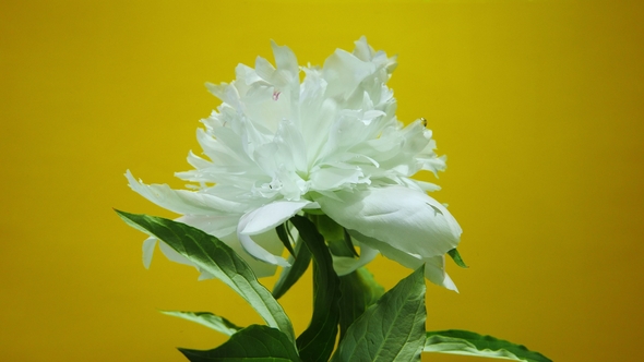 . Beautiful White Flower Spinning on a Yellow Background., Stock Footage