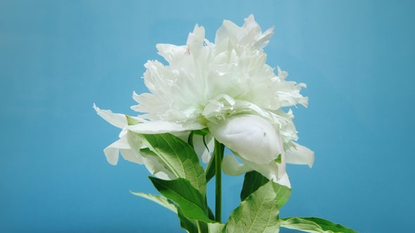 Beautiful White Flower Spinning on a Blue Background, Stock Footage