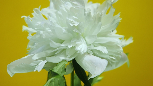 Beautiful White Flower Spinning on a Yellow Background, Stock Footage