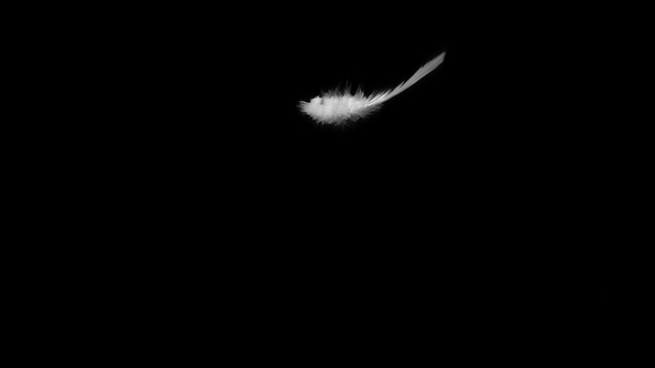 Single White Feather Falling Down on Surface Black Background, Stock ...