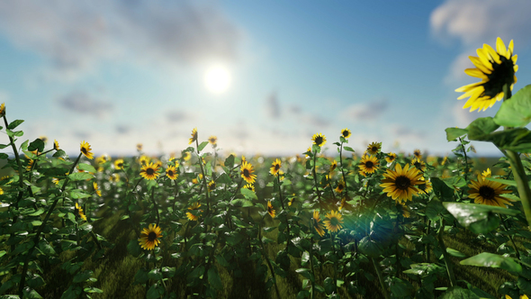 Sunflowers, Motion Graphics | VideoHive