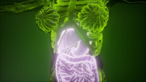 Human Body with Visible Digestive System, Motion Graphics | VideoHive