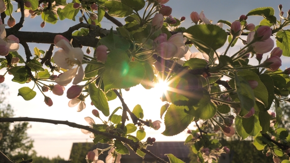 Blooming Flower Apple Tree Sways In Wind And The Sun Shines Through Its ...