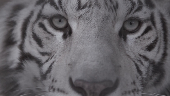 Muzzle of White Tiger Looking at You Eyes of the Predator, Stock Footage