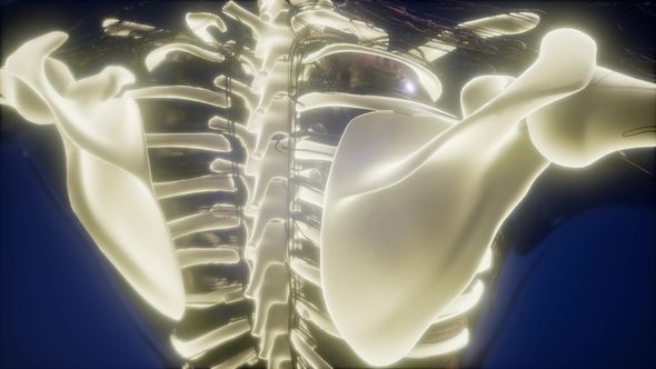 Human Body with Visible Skeletal Bones, Motion Graphics | VideoHive
