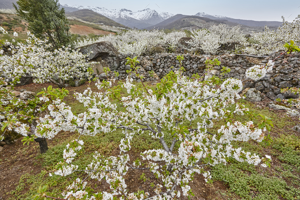 Cherry blossom in Jerte Valley, Caceres. Spring in Spain. Season Stock ...