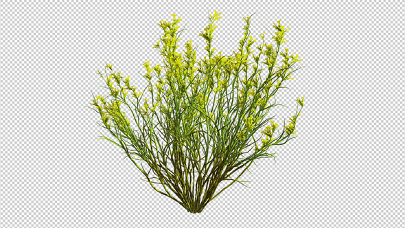 3D Object Bush With Yellow Flowers, Motion Graphics | VideoHive