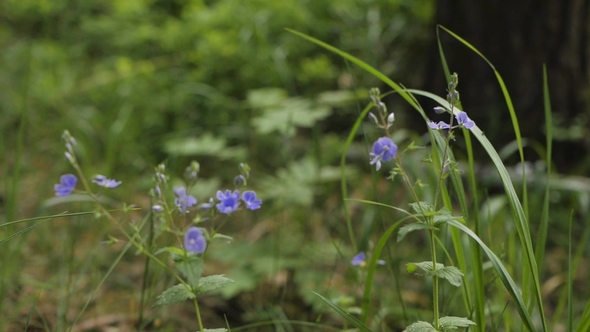 Flowers in Summer Forest, Stock Footage | VideoHive