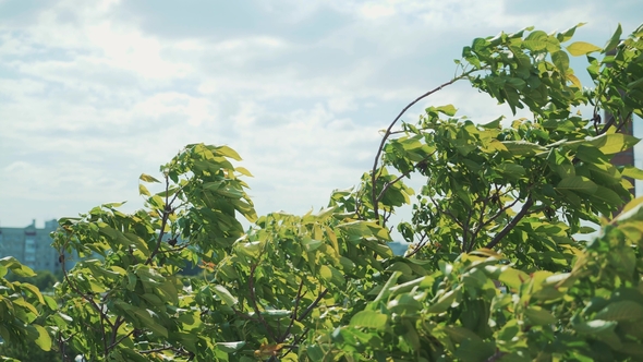 Trees In Strong Wind. Branches Swaying in the Wind, Stock Footage ...