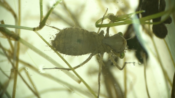 Larva of a Dragonfly, Flying Adder Under a Microscope, Stock Footage