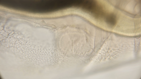 Internal Organs of a Water Flea Daphnia Under a Microscope, Stock Footage