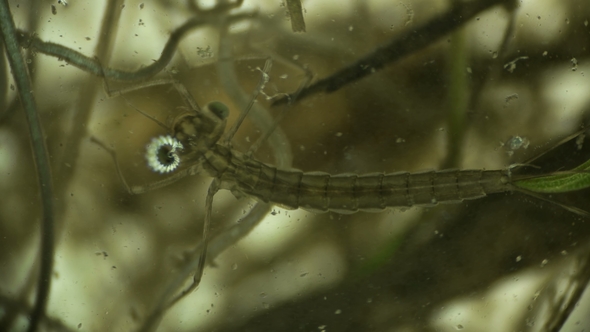 Larva of a Dragonfly, Flying Adder under a Microscope Caught and Ate a ...