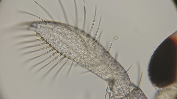 of the Front Leg, a Paddle-like Larva Lesser Water Boatman Under a ...