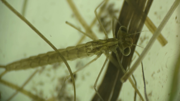Larva of a Dragonfly, Flying Adder Under a Microscope, Stock Footage