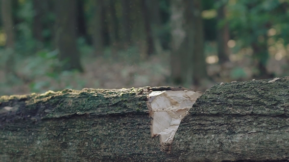 Axe Hacks the Tree, Stock Footage | VideoHive