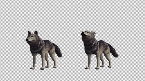 Realistic Wolf Howl , Motion Graphics | VideoHive