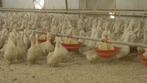 Crowd of Ducks at Poultry Farm, Stock Footage | VideoHive