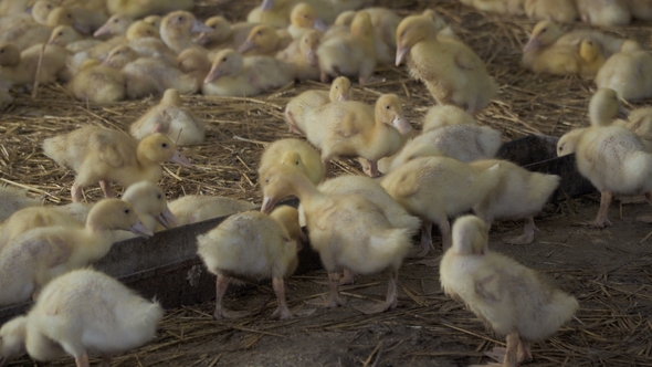 Cute Ducklings Eat Feed, Stock Footage | VideoHive
