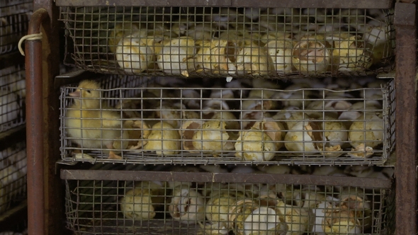 Defective Duckling Among Egg Shells in the Cage, Stock Footage | VideoHive