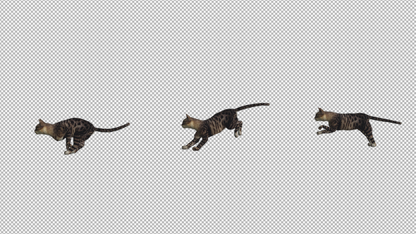 Cat Running, Motion Graphics | VideoHive