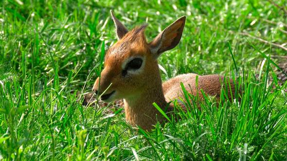 Child Stag, Stock Footage | VideoHive