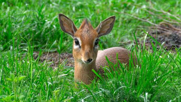 Little Deer, Stock Footage | VideoHive