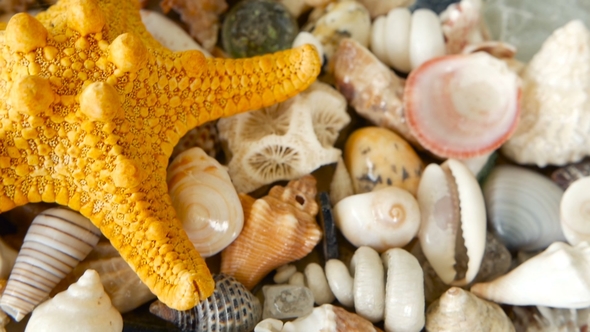 Different Mixed Colorful Seashells As Background. Various Corals ...