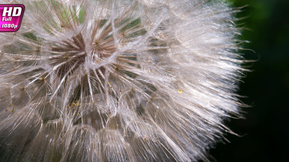 Big Dandelion, Stock Footage | VideoHive